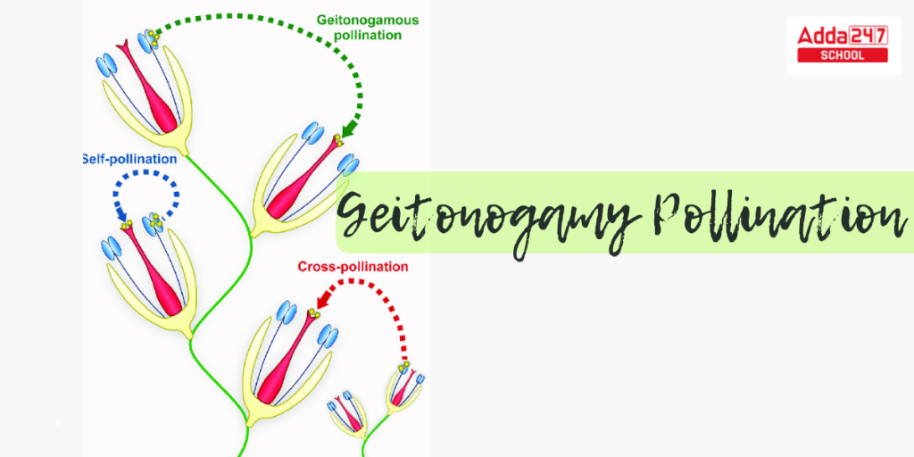 Pollination- Definition, Diagram, Process, Types