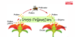 Pollination- Definition, Diagram, Process, Types
