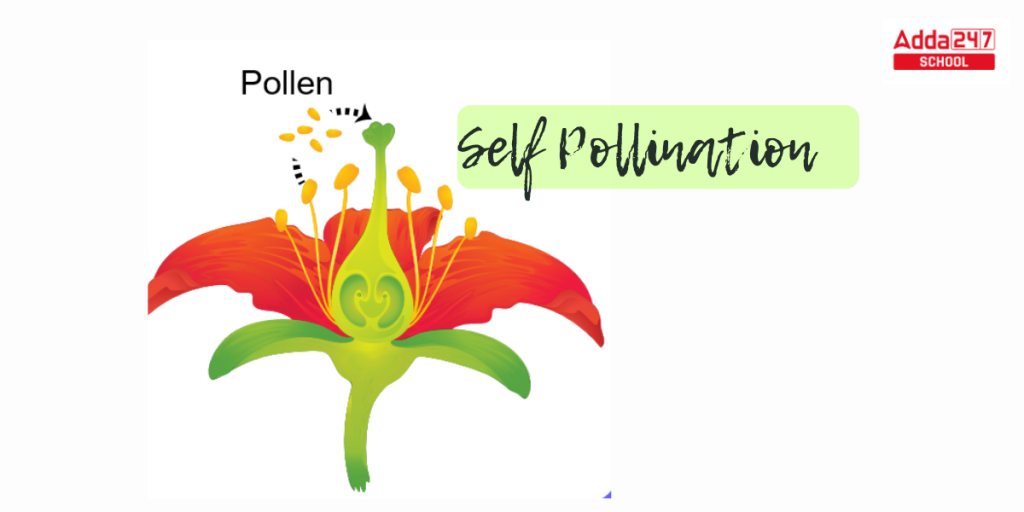 Difference Between Self Pollination and Cross Pollination