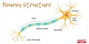 Neuron Definition, Diagram, Structure, Types, Parts and Functions