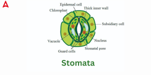 Stomata Diagram, Function, Definition, Structure, Types