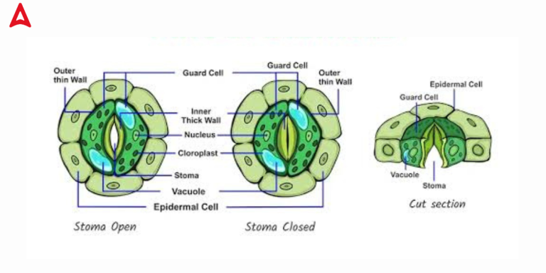 Stomata Diagram, Function, Definition, Structure, Types