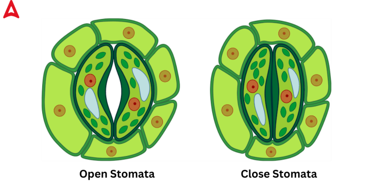 Stomata Diagram, Function, Definition, Structure, Types