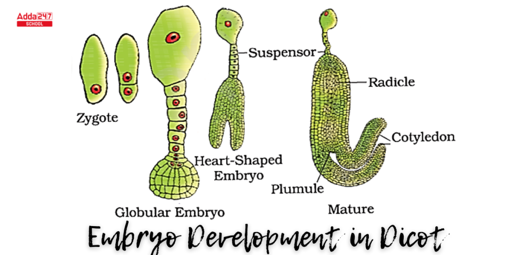 Double Fertilization, Definition, Process in Plant & Humans, Diagram