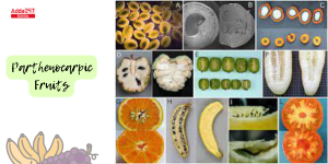 Parthenocarpy Meaning, Types, and Examples