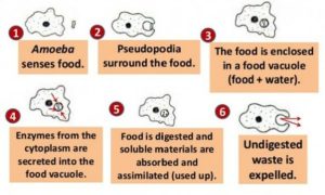 Heterotrophic Nutrition, Types, Diagram, and Examples for Class 10