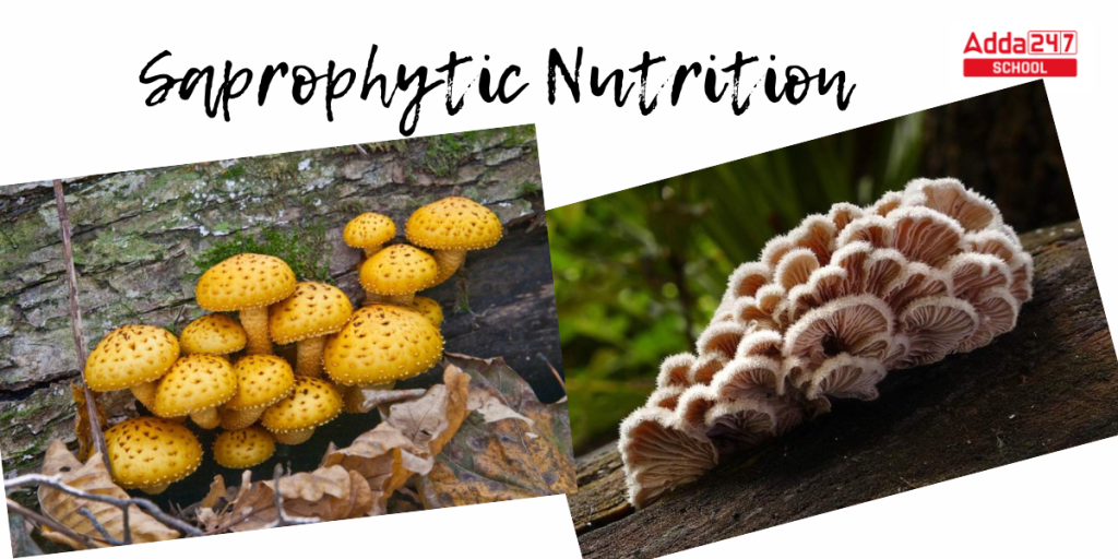 Heterotrophic Nutrition, Types, Diagram, and Examples for Class 10