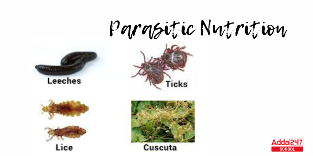 Heterotrophic Nutrition, Types, Diagram, and Examples for Class 10