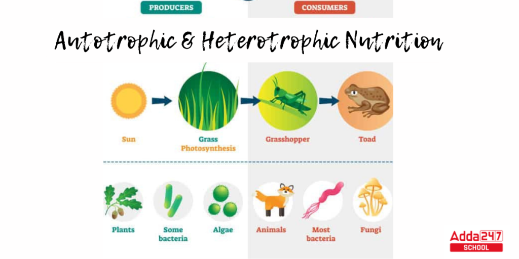 Heterotrophic Nutrition, Types, Diagram, and Examples for Class 10