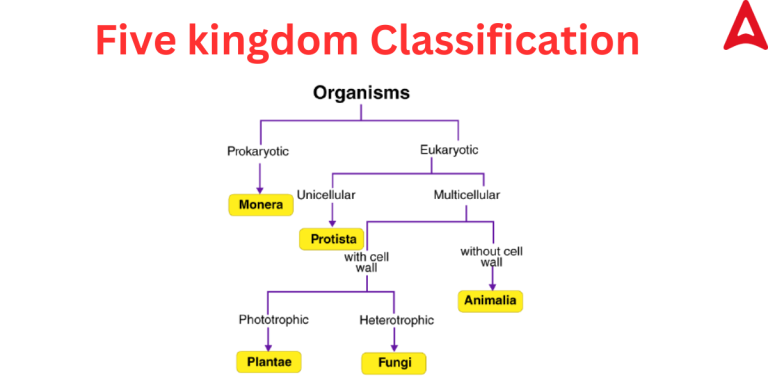 Five Kingdom Classification: Features, Examples, Characteristics ...
