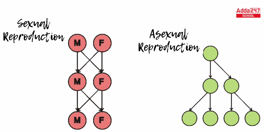 Asexual Reproduction Definition, Examples, Types, Advantages