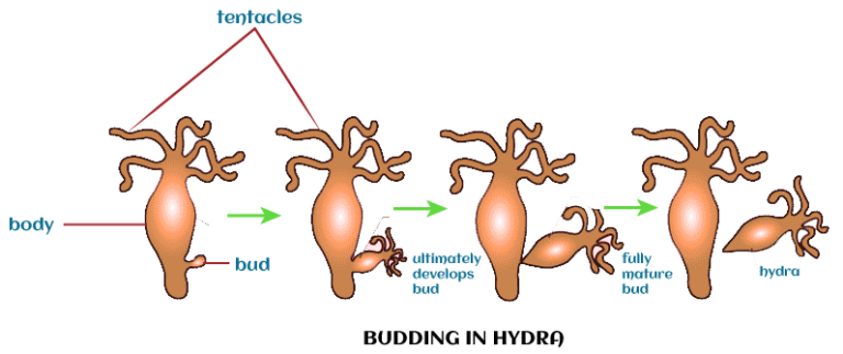Asexual Reproduction Definition, Examples, Types, Advantages