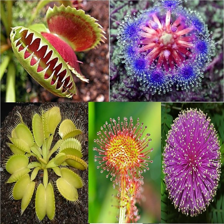 Insectivorous Plant Name, Examples, Types, Definition