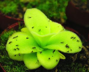 Insectivorous Plant Name, Examples, Types, Definition