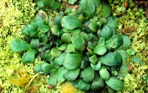 Insectivorous Plant Name, Examples, Types, Definition