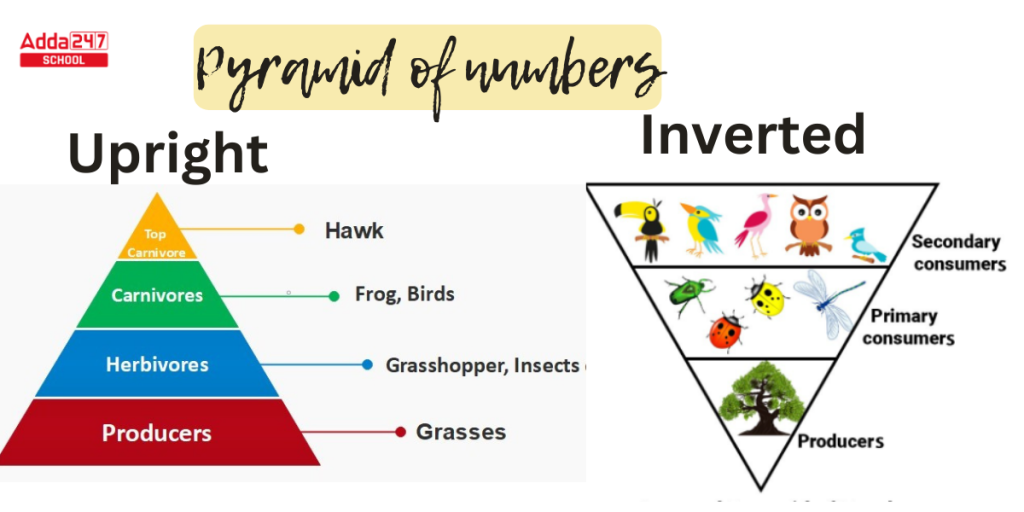 Ecological Pyramid: Types, Pyramid of Numbers, Diagrams