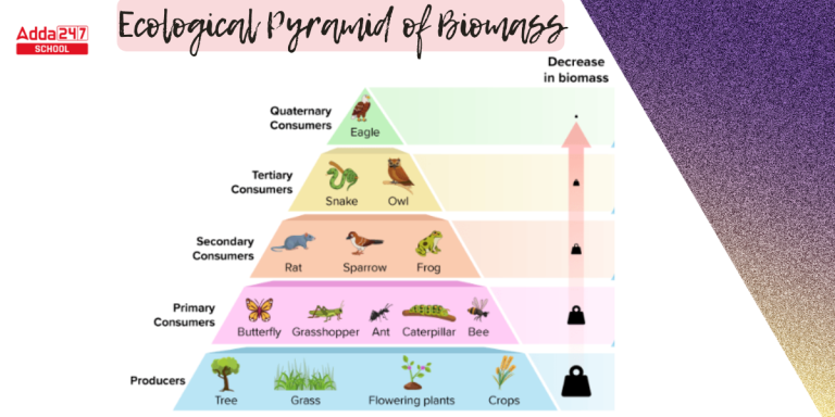 Ecological Pyramid: Types, Pyramid of Numbers, Diagrams