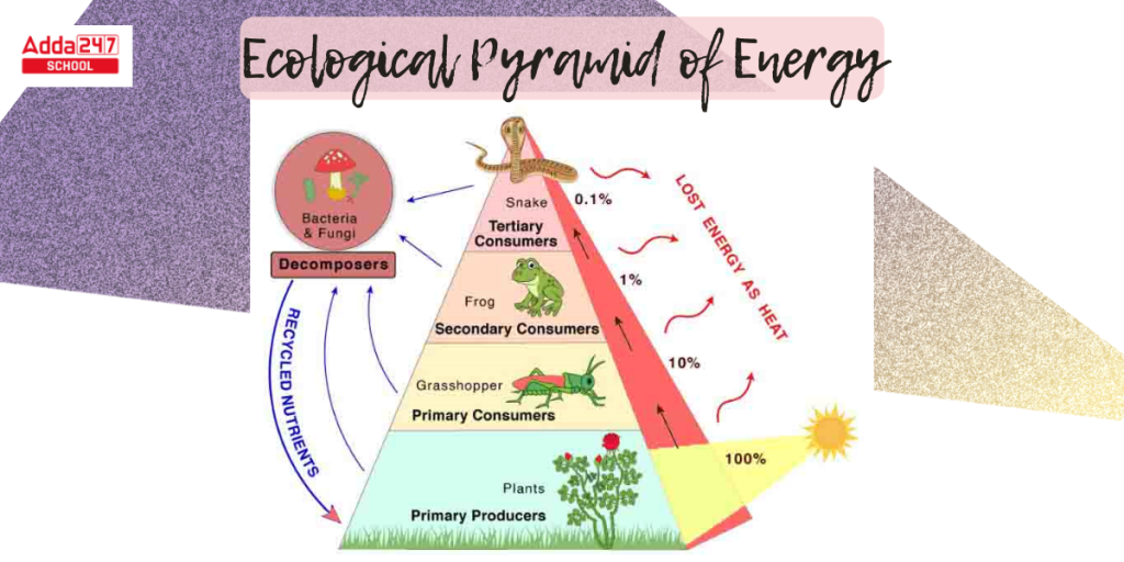 Ecological Pyramid: Types, Pyramid of Numbers, Diagrams