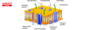 Fluid Mosaic Model of Plasma Membrane, Diagram