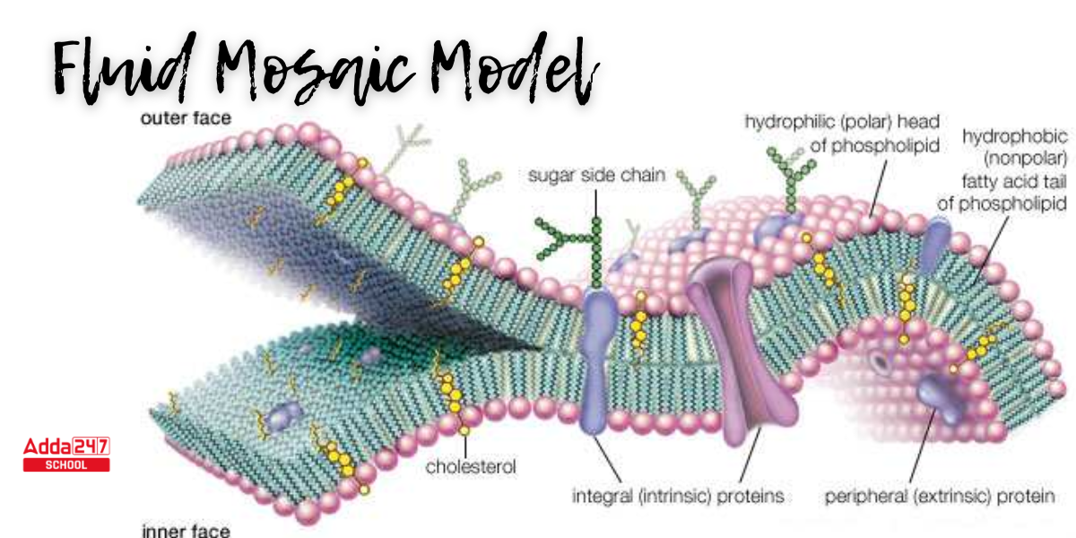 Fluid Mosaic Model Of Plasma Membrane Diagram
