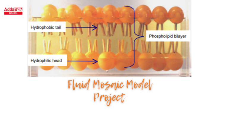 Fluid Mosaic Model of Plasma Membrane, Diagram