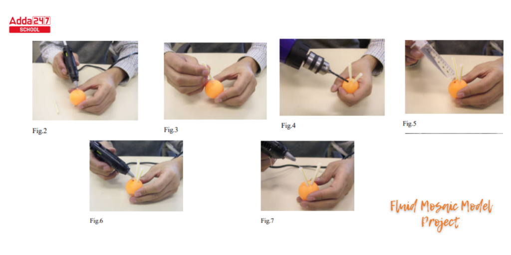 Fluid Mosaic Model of Plasma Membrane, Diagram