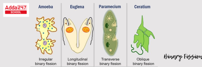 Binary Fission- Definition, Examples, Types, Steps