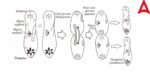 Paramecium Diagram, kingdom, Classification, Structure