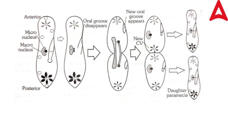 Paramecium Diagram, kingdom, Classification, Structure
