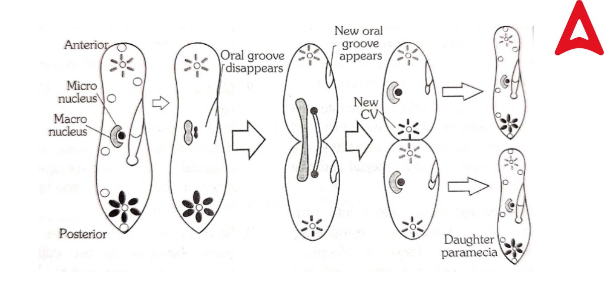 Paramecium Diagram, kingdom, Classification, Structure