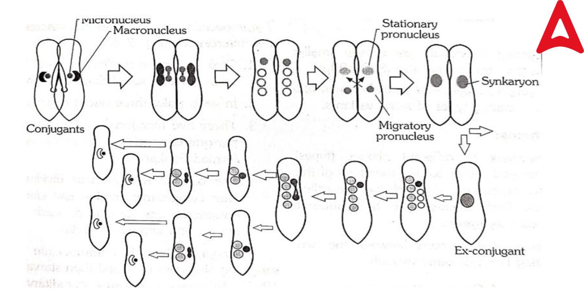 Paramecium Diagram, kingdom, Classification, Structure