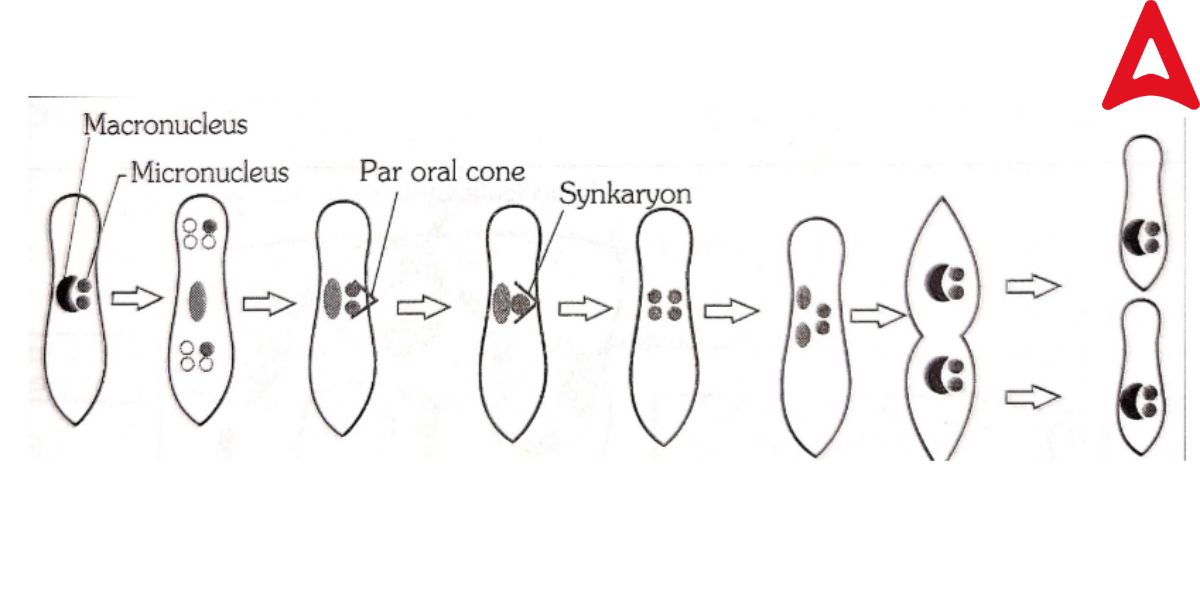 Paramecium Diagram, kingdom, Classification, Structure
