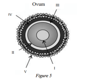 ISC Class 12 Biology Specimen Paper 2024-25 Released