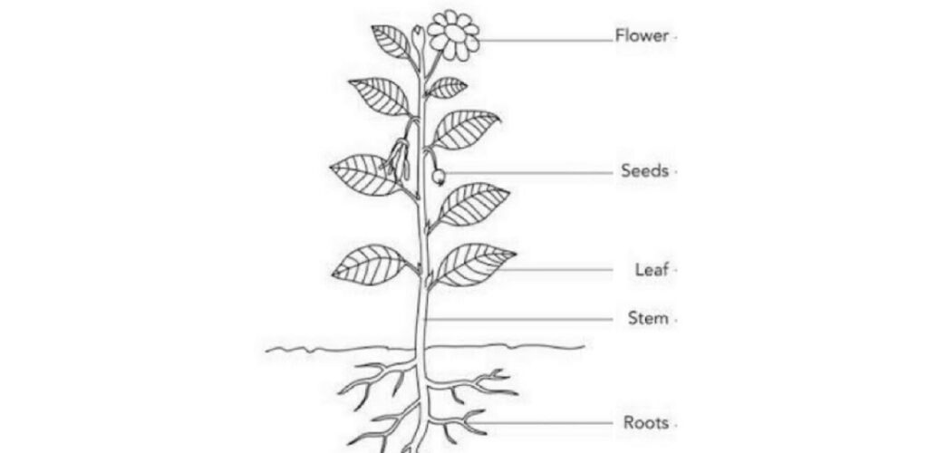 Parts of Plant Diagram, Drawing for Kids and Label Its Parts