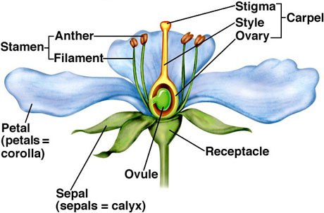 CBSE Class 12th Biology Important Diagrams & Questions
