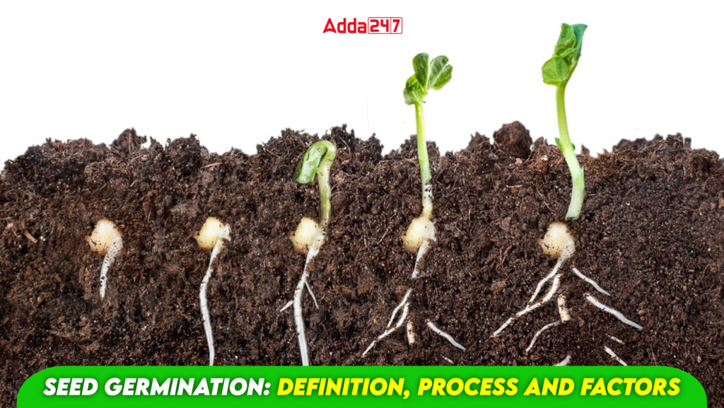 Seed Germination: Definition, Process and Factors
