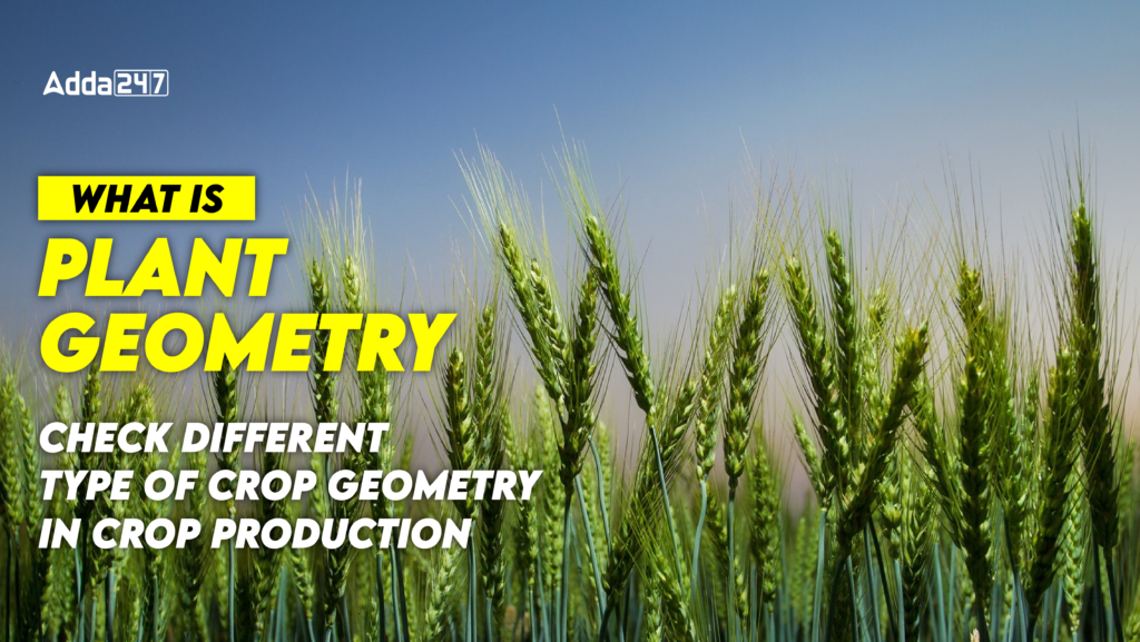 What is Plant Geometry, Check Different Type of Crop Geometry in Crop ...