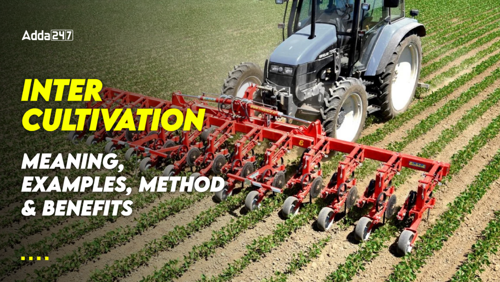 Inter Cultivation: Meaning, Examples, Method and Benefits