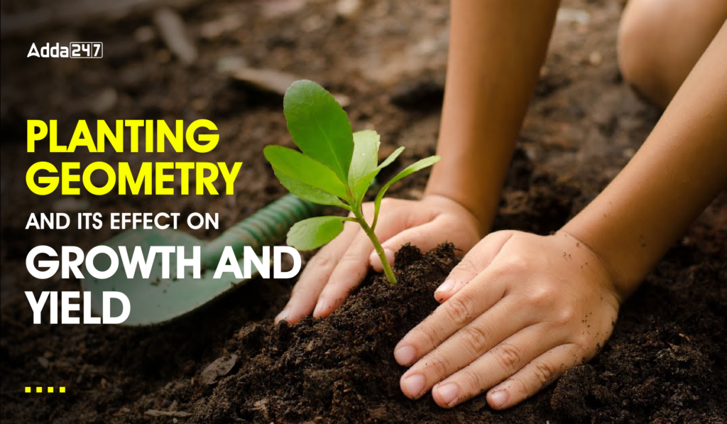 Planting Geometry and Its Effect On Growth and Yield