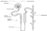 Nephron: Definition, Diagram, Structure, Function in Detail