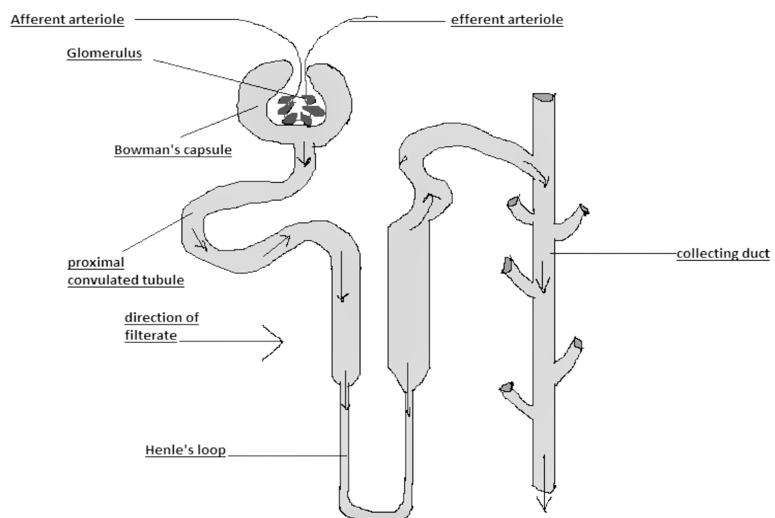 Nephron: Definition, Diagram, Structure, Function in Detail